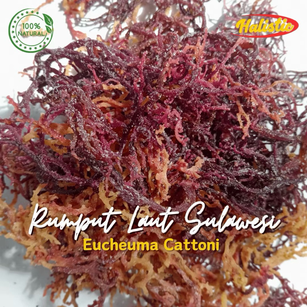 Jual Rumput Laut Kering (Eucheuma Cottonii) Merah Red Asli dari ...