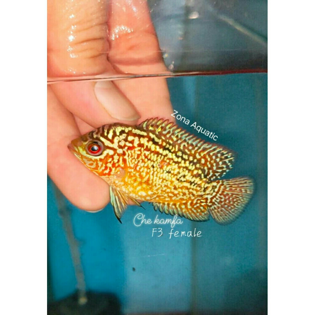 Jual Zona Aquatic kamfa female remaja 6/7/8cm | Shopee Indonesia
