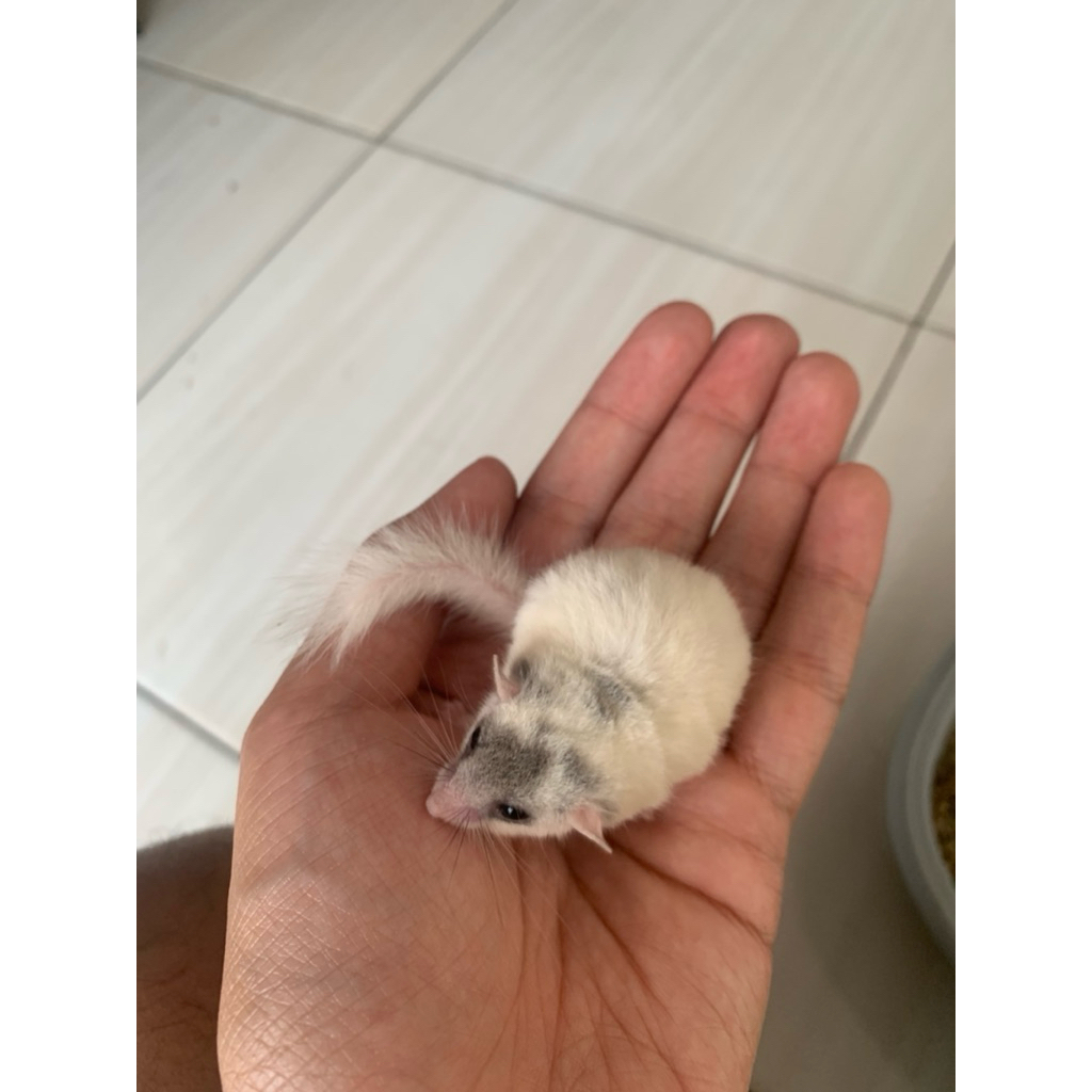 Jual African Pygmy Dormice Snow | Shopee Indonesia
