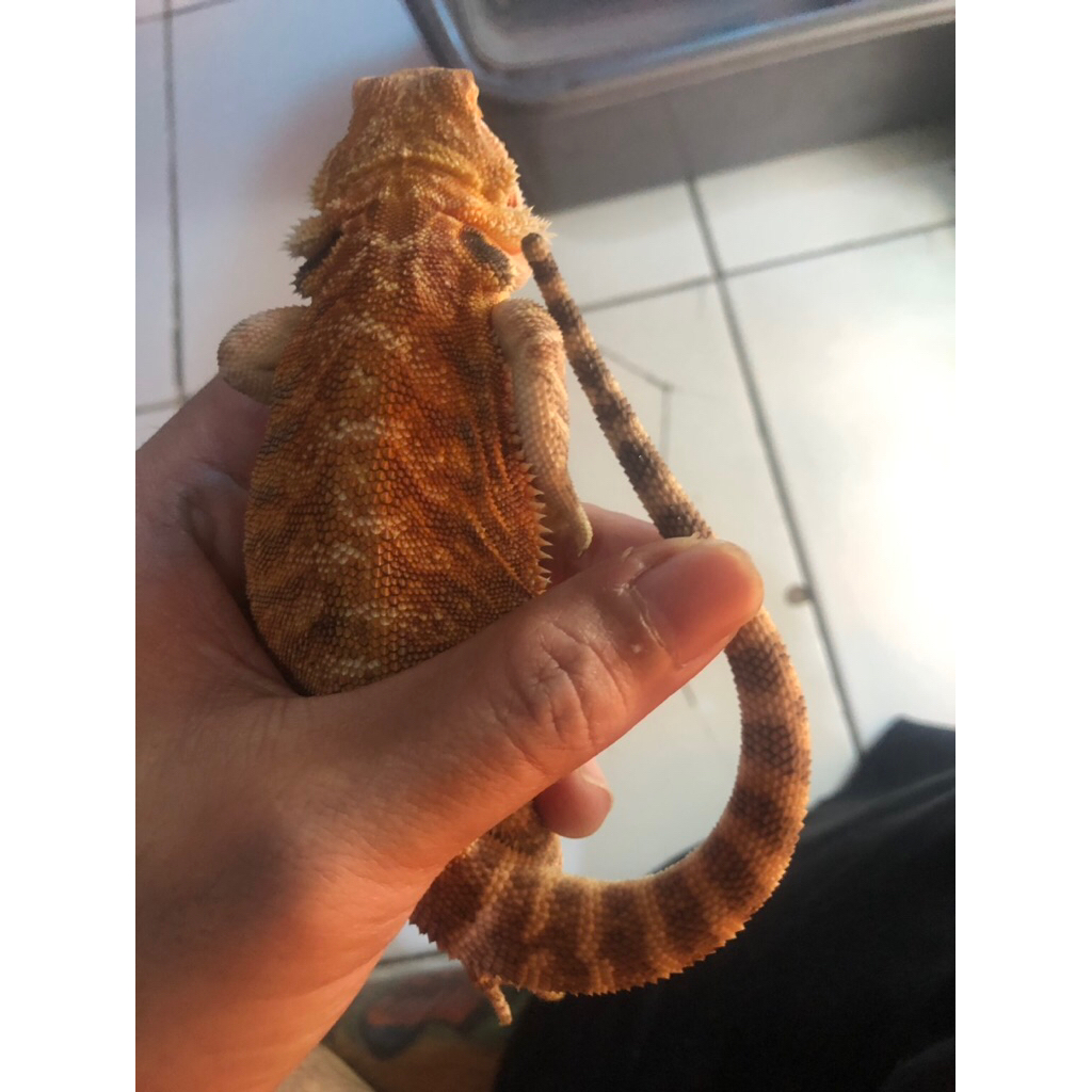 Jual Bearded Dragon Red Lb het trans pH zero SOLD | Shopee Indonesia
