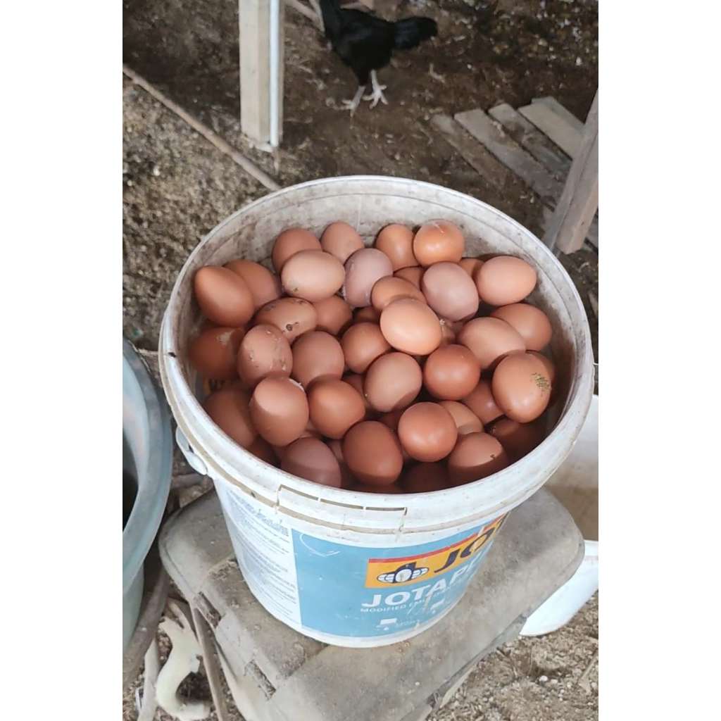 Jual Telur Ayam Ras Kiloan | Shopee Indonesia