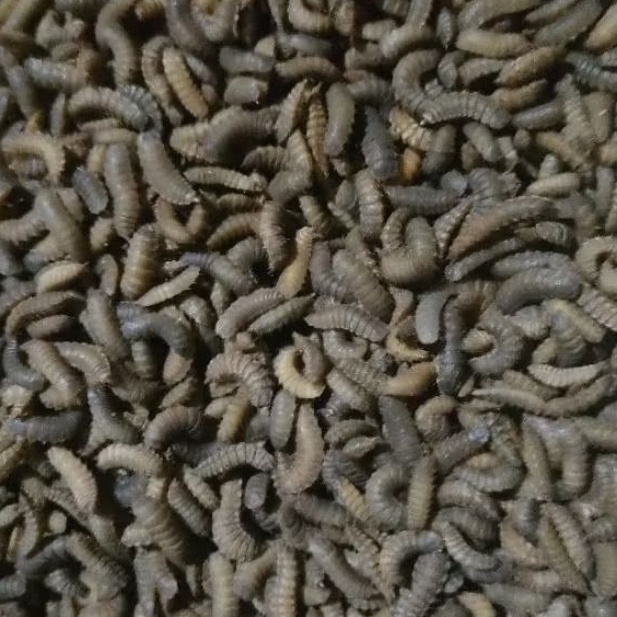 Jual Pupa Maggot BSF Super Per 200 gram | Shopee Indonesia