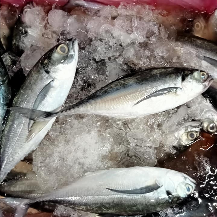Jual Ikan Tengkek 1Kg Ikan Tengkek Segar Seafood Ikan Laut Ikan Segar ...