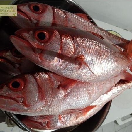 Jual Ikan Kurisi Bali 1Kg Ikan Kurisi Segar Seafood Ikan Laut Segar ...