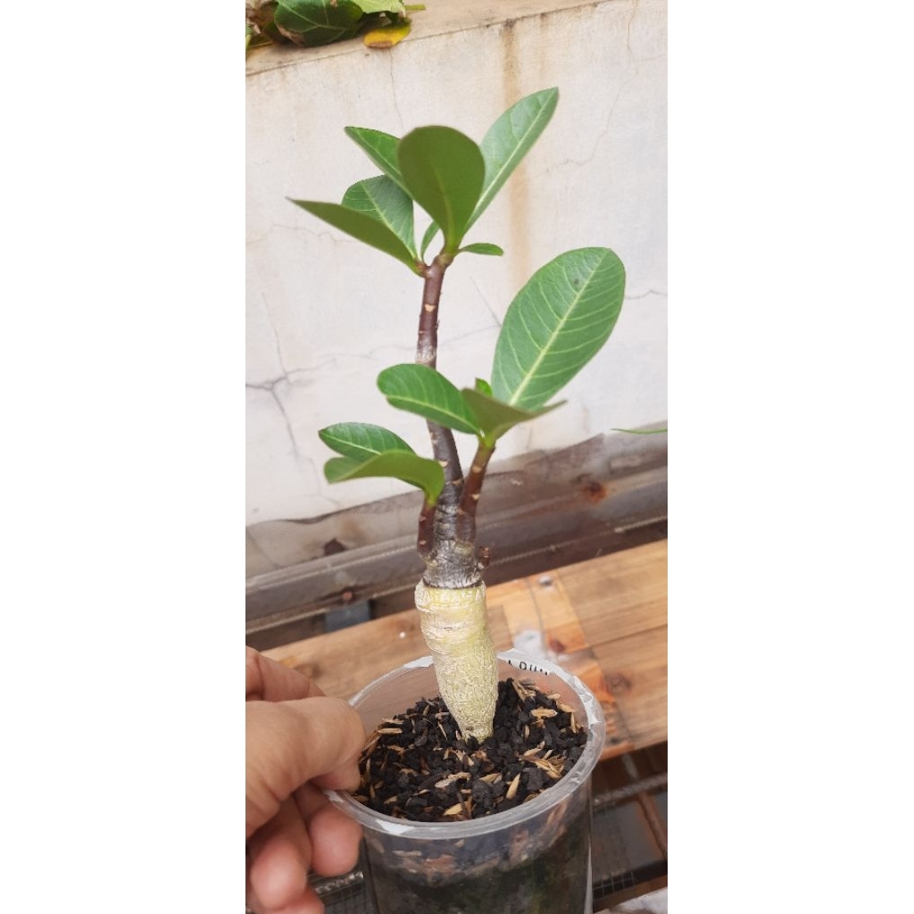 Jual Adenium Karakter Graf Akar Emas Ukuran Kecil | Shopee Indonesia