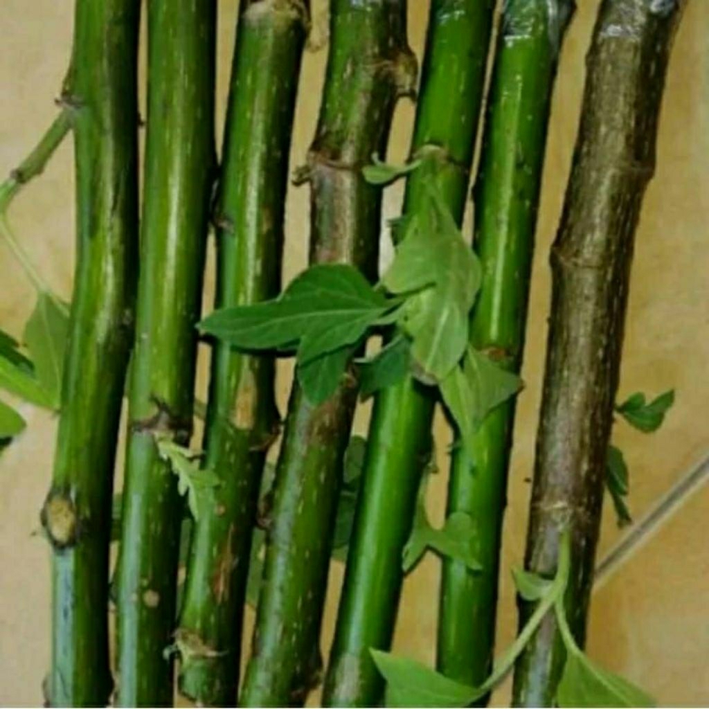 Jual 12 stek batang pohon insulin Panjang 25-30cm | Shopee Indonesia