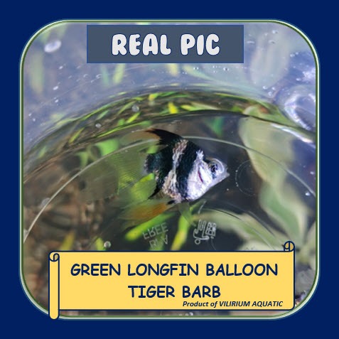 Jual IKAN HIAS AIR TAWAR - SUMATRA BALON SLAYER GREEN / SUMATRA TIGER ...