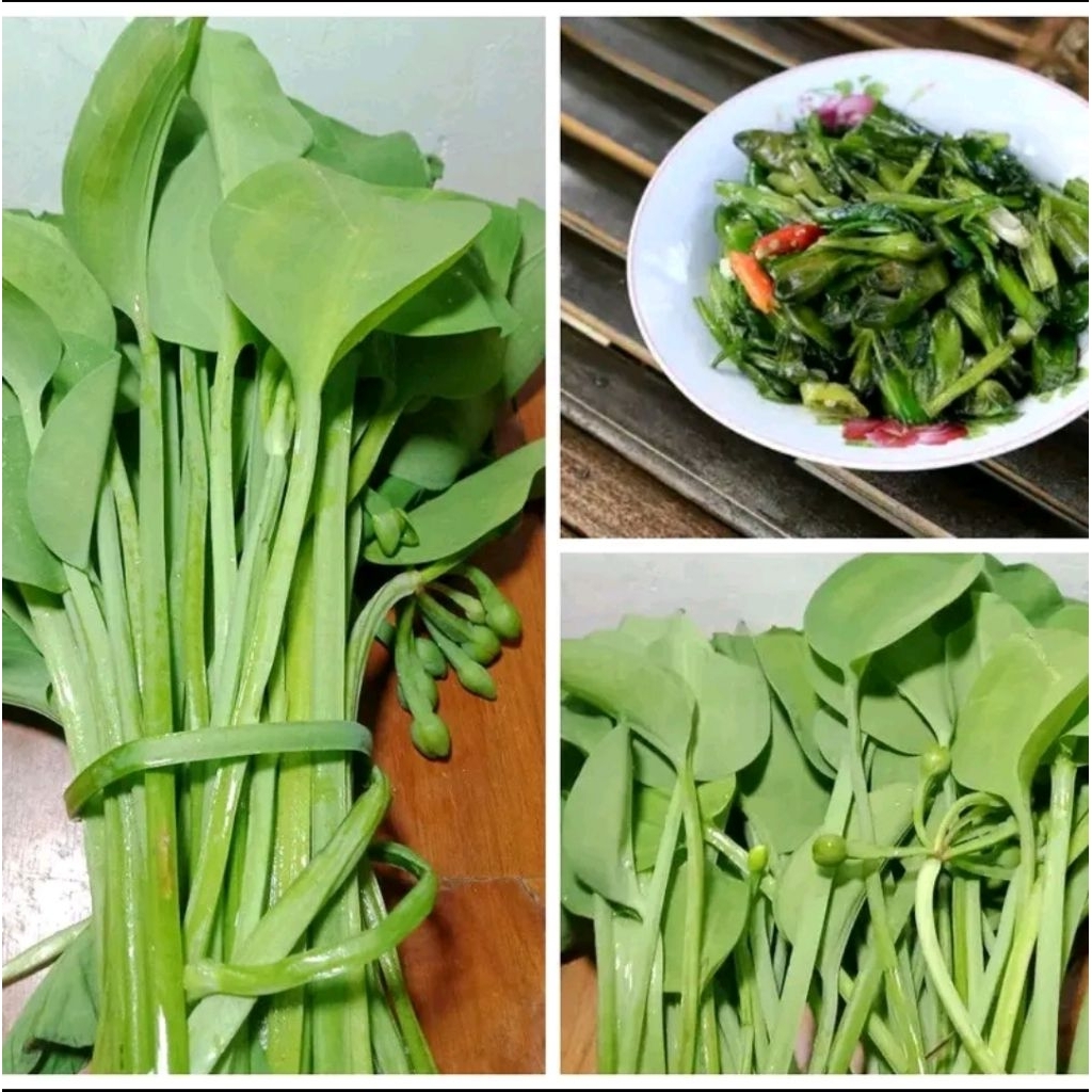 Jual Sayur Genjer Segar | Genjer Gendut Organik satu ikat 500 gram ...