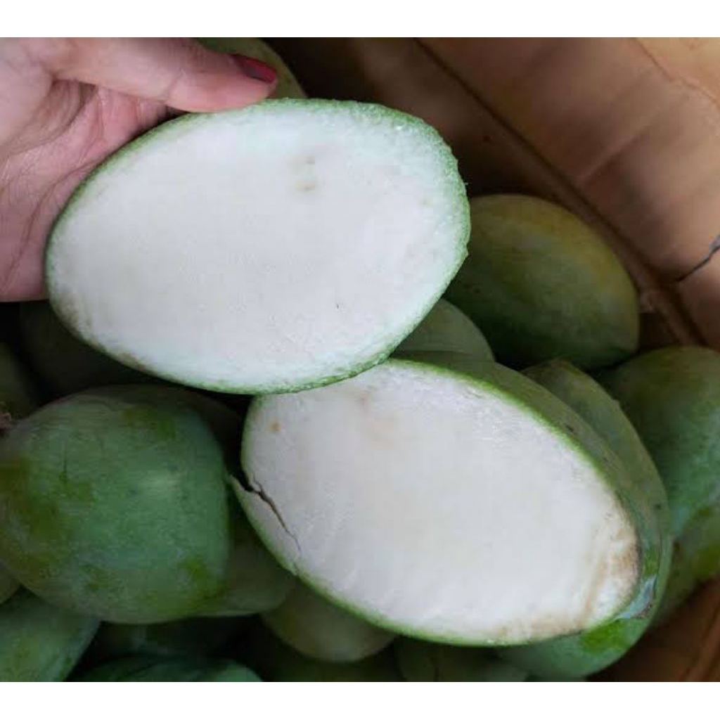 Jual Mangga rujak/ mangga untuk rujak dan asinan per 1kg asem | Shopee ...