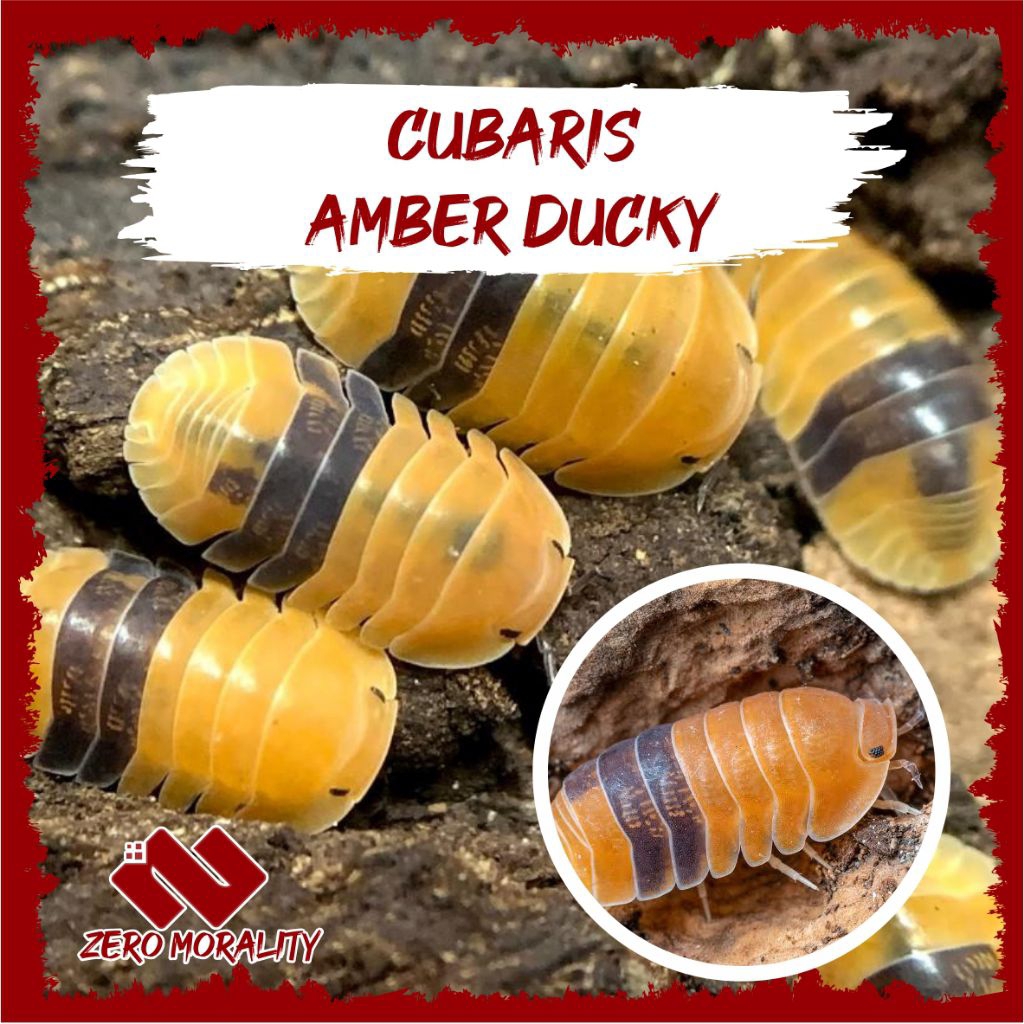 Jual ISOPOD CUBARIS AMBER DUCKY | Shopee Indonesia