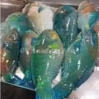 Jual Ikan Parot Segar Ikan KakaTua 1Kg Parrot Fish | Shopee Indonesia
