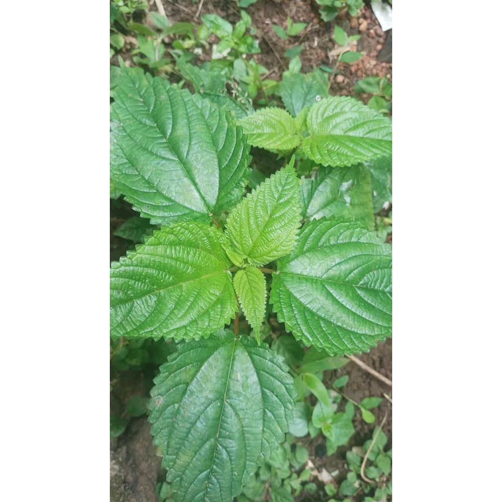 Jual Daun Jelatang / Daun Pulus Segar 500gr– Langsung Petik Saat Order ...