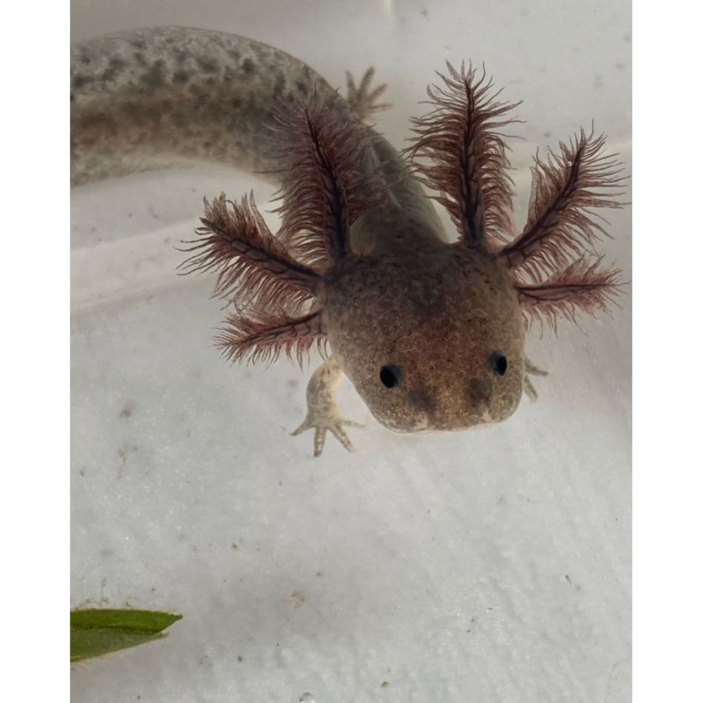 Jual AXOLOTL/BABY/MARBLE/4CM | Shopee Indonesia