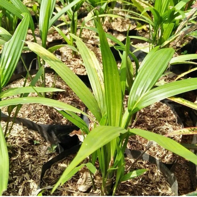 Jual Tanaman hias Palm Merah / Tanaman Hidup Palem Merah | Shopee Indonesia