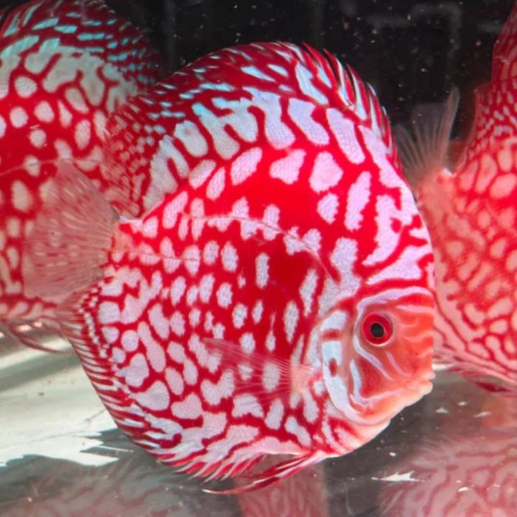 Jual ikan discus pigeon checkerboard high quality | Shopee Indonesia