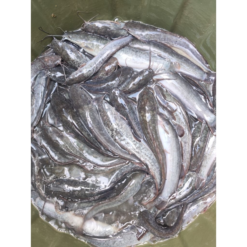 Jual ikan lele organik segar yang dibekukan (Frozen food) per 1/2 kg ...