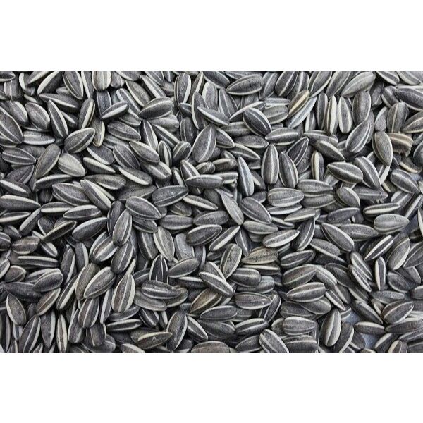 Jual Kuaci Sangrai, pakan burung Murah 500gr | Shopee Indonesia