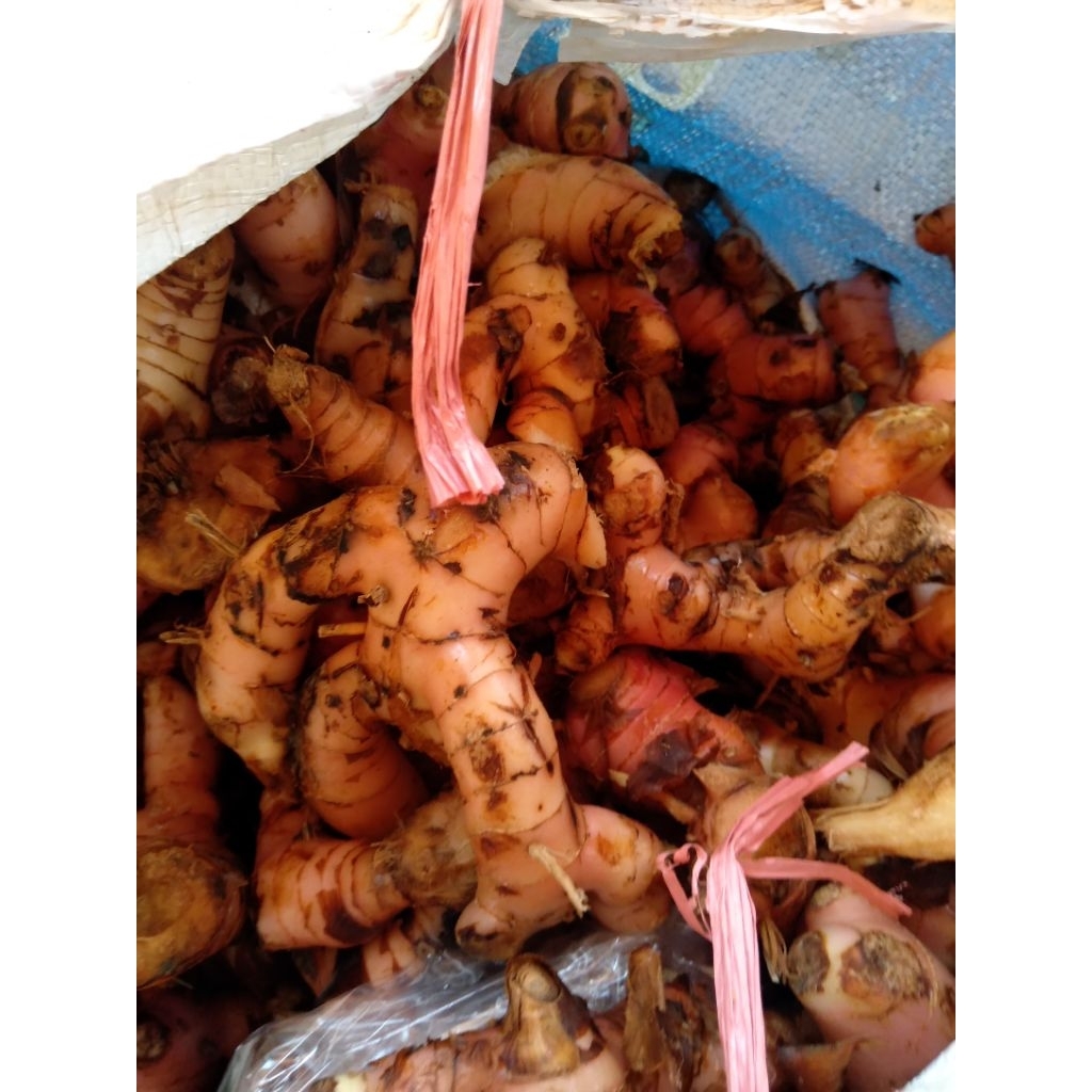 Jual LENGKUAS / LAOS MUDA SUPER LOKAL FRESH | Shopee Indonesia