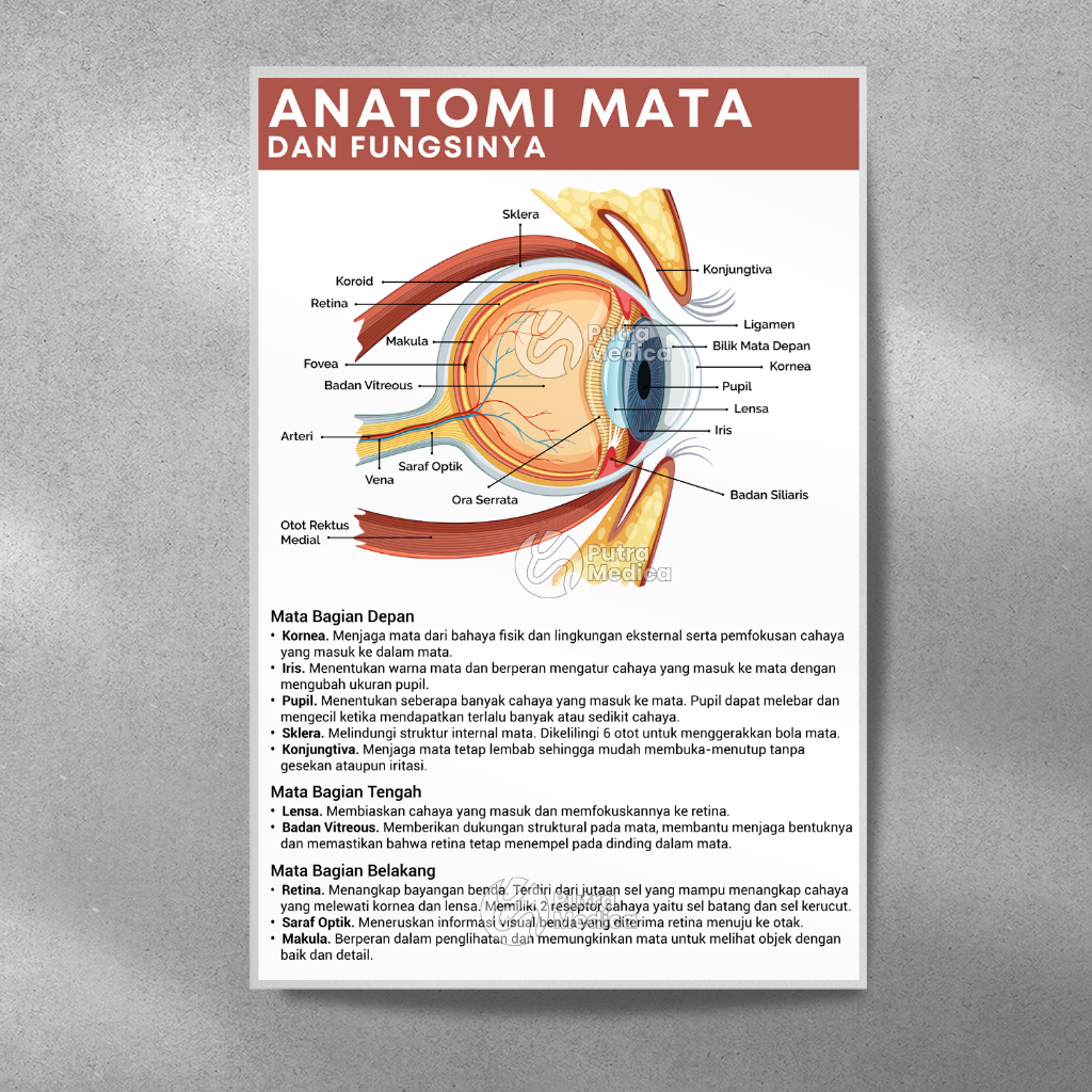 Jual Poster Kesehatan Anatomi Mata Manusia A3+ / Gambar Edukasi ...
