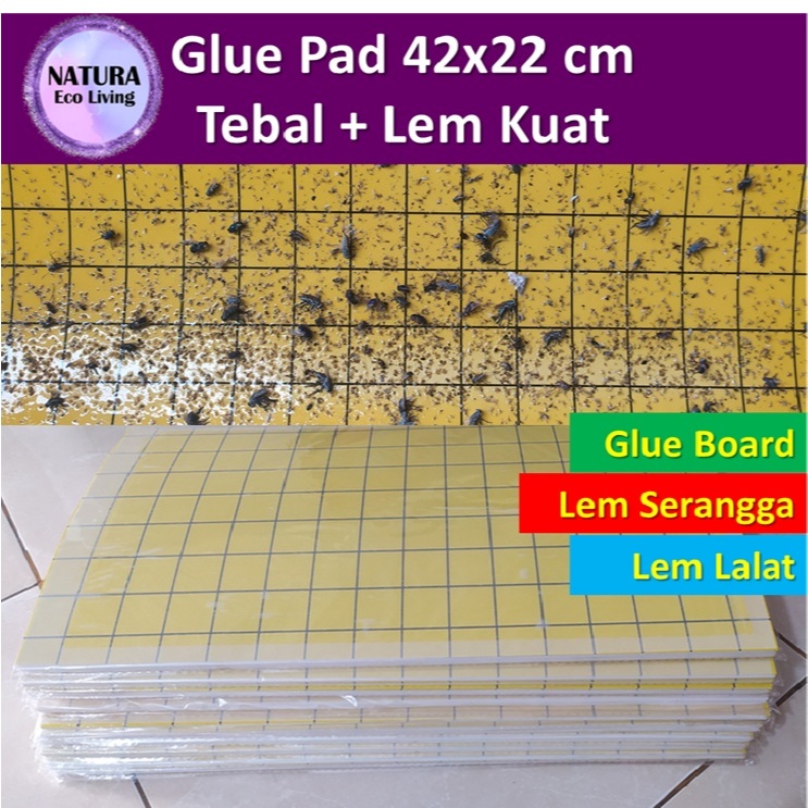 Jual Glue Pad Glue Board Lem Lalat Kertas Lem Perangkap Lalat 42x22 cm ...
