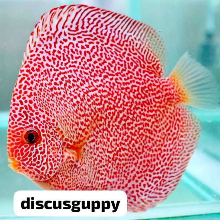 Jual Panthera Eruption Discus 1cm - Enhanced Edition | Shopee Indonesia