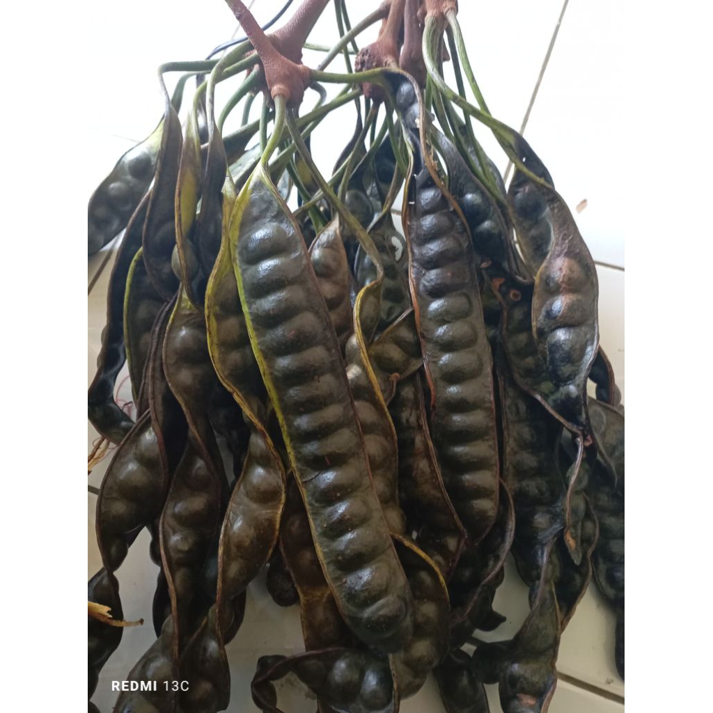 Jual Petei mateng di pohon per 10 lonjor | Shopee Indonesia