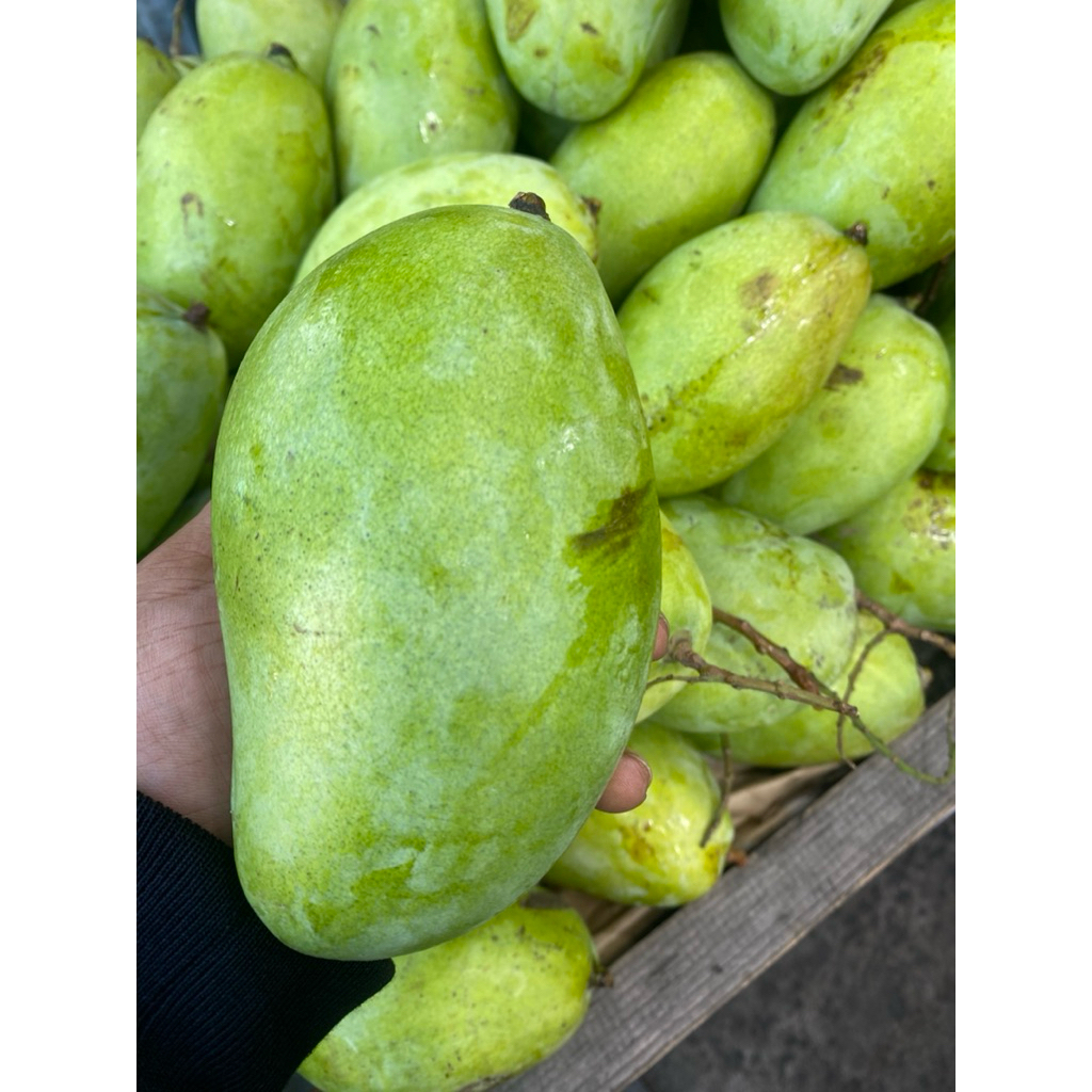 Jual buah mangga budi raja fresh produk lokal 1kg | Shopee Indonesia