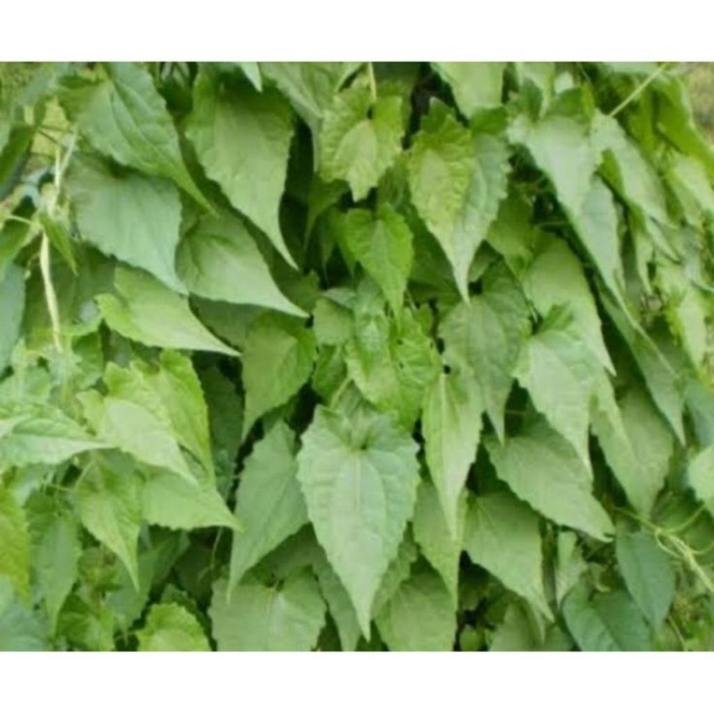 Jual Daun Sembung Rambat Segar 500 Gram | Shopee Indonesia