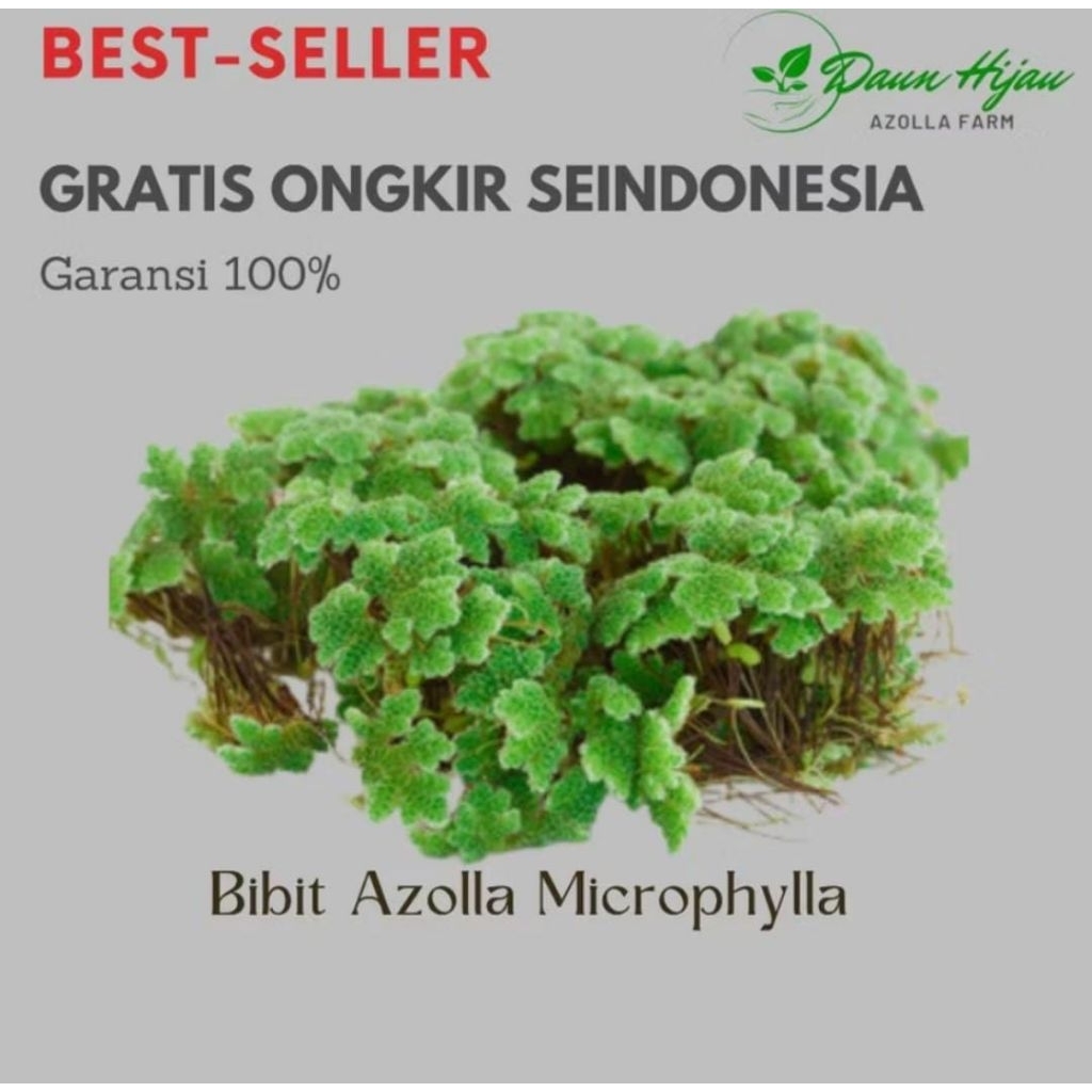 Jual COD bibit azolla microphyla super untuk pakan ternak cocok untuk ...