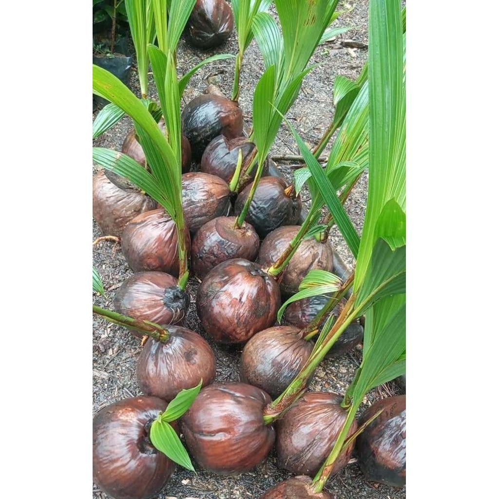 Jual bibit kelapa genjah entok 3-4 thn sudah berbuah | Shopee Indonesia