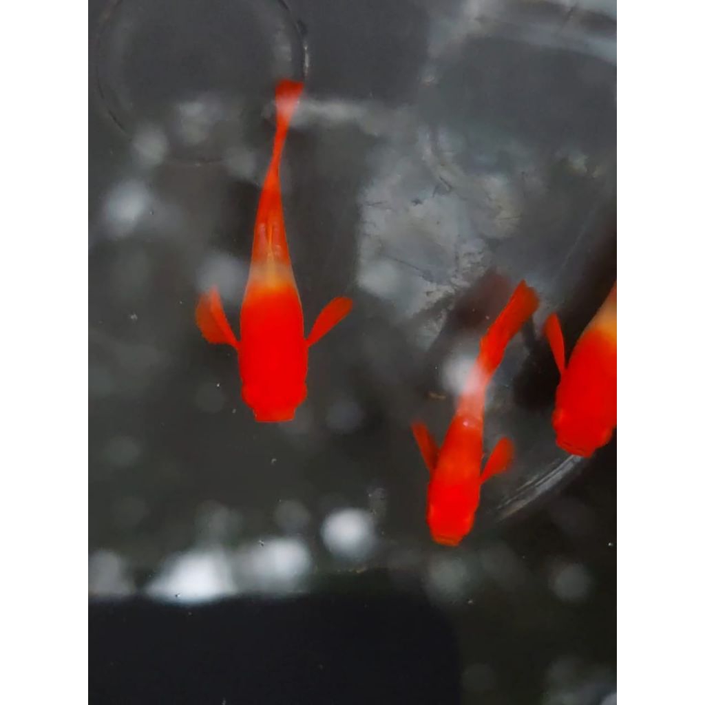 Jual Hiasan aquarium ALBINO KOI RED EAR | Shopee Indonesia