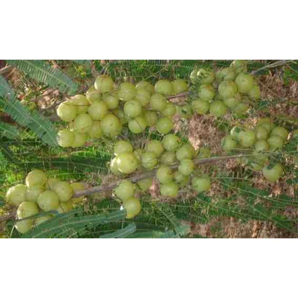 Jual buah malaka fresh 1 kg | Shopee Indonesia