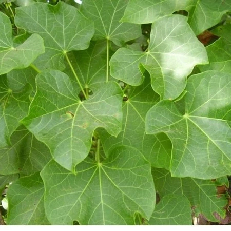 Jual Daun Jarak Segar, Daun Jarak Pagar daun daun jarak/godong jarak ...