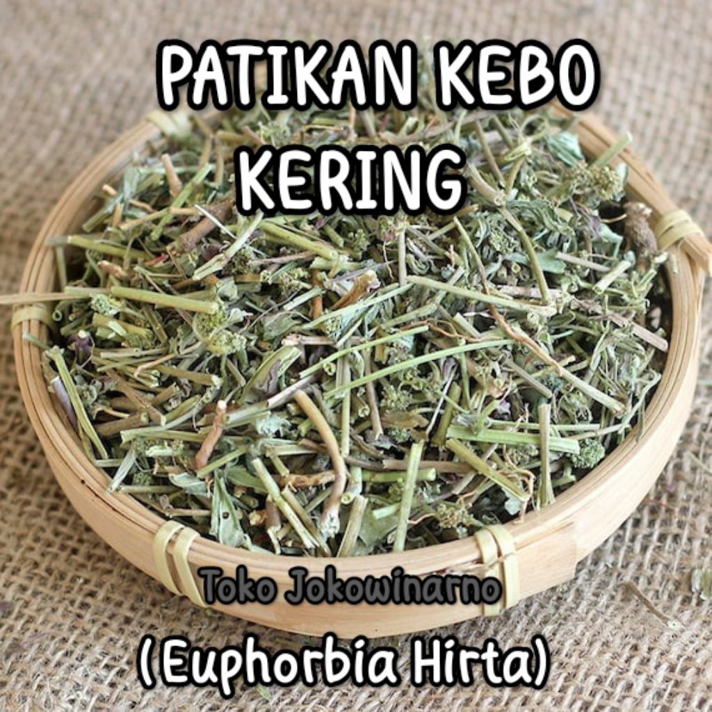 Jual Herbal Patikan Kebo Kering isi 1kg Patikan Kerbau (Euphorbia Hirta ...