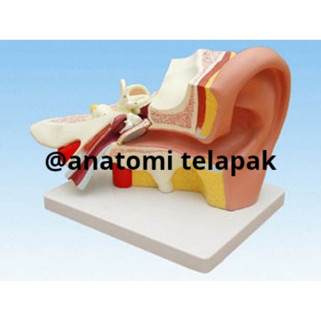 Jual telinga torso/anatomi telingga manusia ukuran besar /alat peraga ...