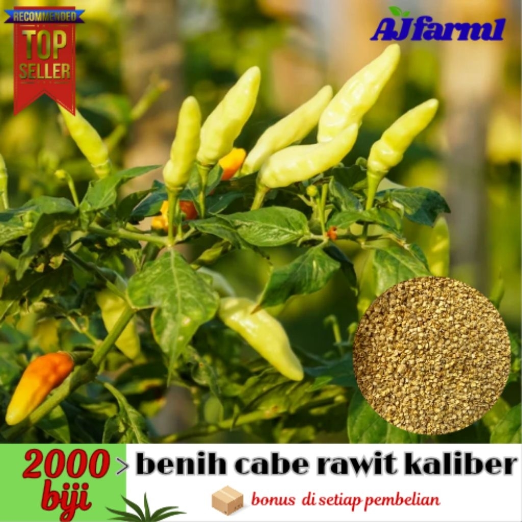 Jual ( 2000 biji ) biji benih cabe rawit kaliber unggul lokal mudah ...