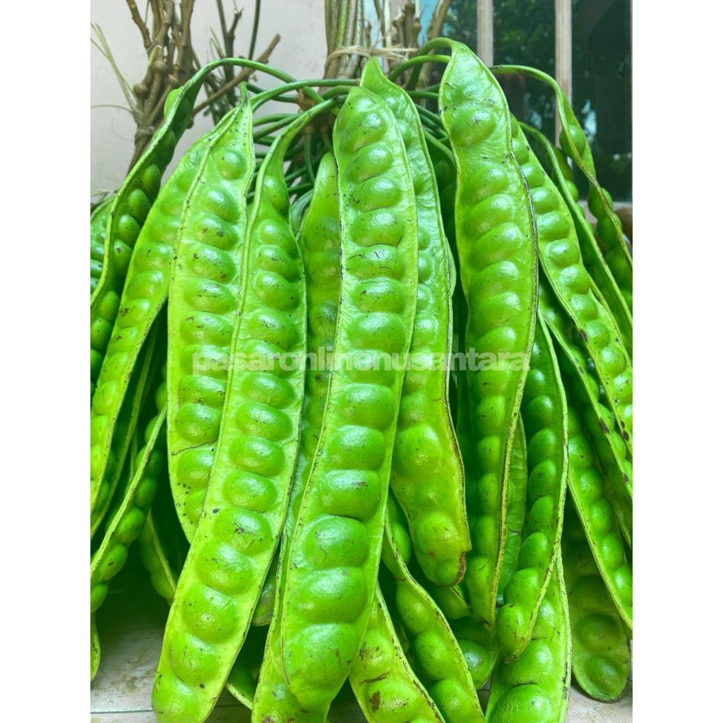 Jual PETE PETAI TUA SUPER PER 1 PAPAN LONJOR | Shopee Indonesia