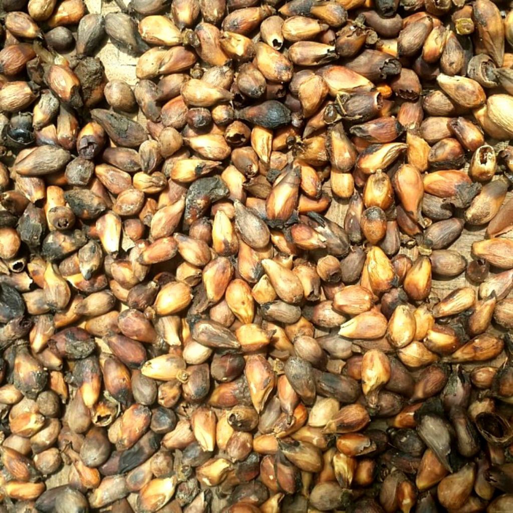 Jual Benih gmelina / jati putih kualitas super tumbuh (50grm isi 80-100 ...