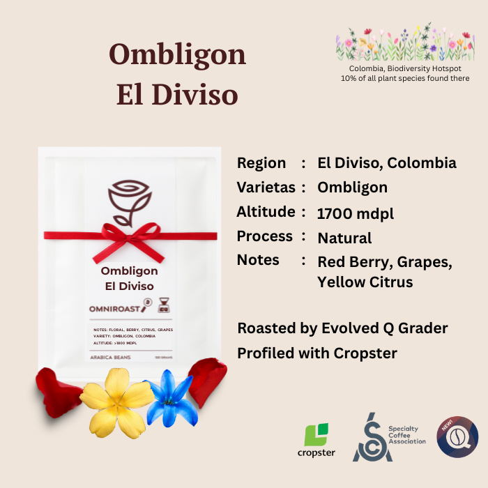 Jual El Diviso Ombligon Colombia - Exotic Arabica Specialty coffee ...