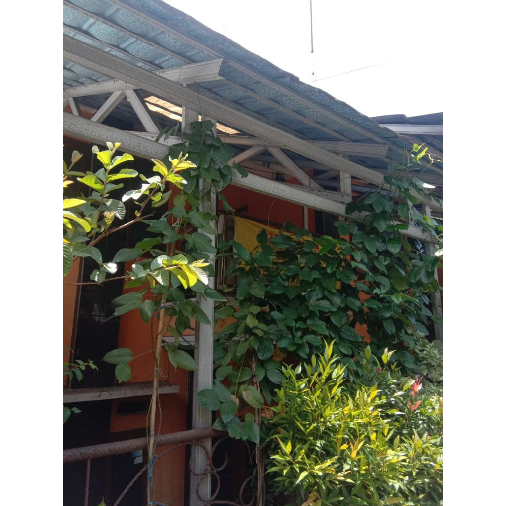 Jual Bibit tanaman irian flame orange tinggi 2 meter | Shopee Indonesia