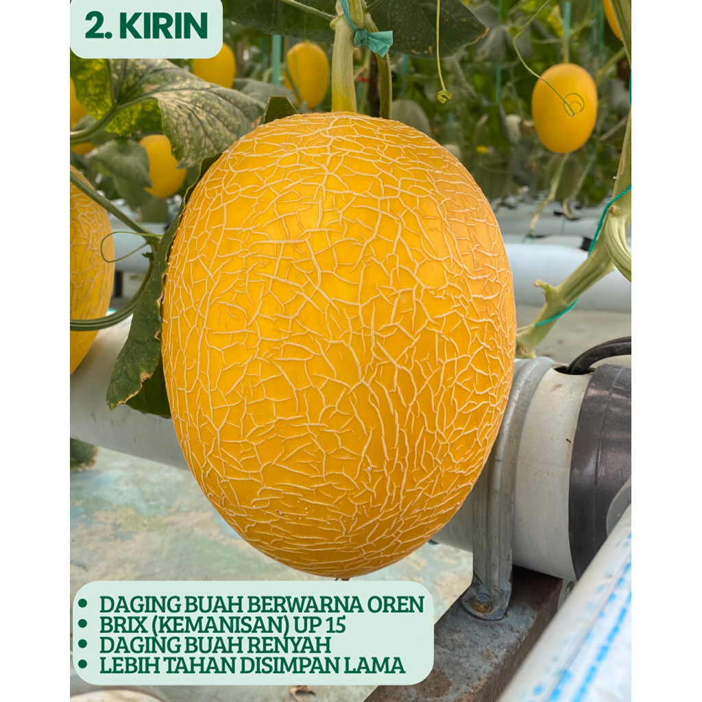 Jual Melon Premium Kirin Kartini Garden Berat 1,7 - 2,3 kg | Shopee ...