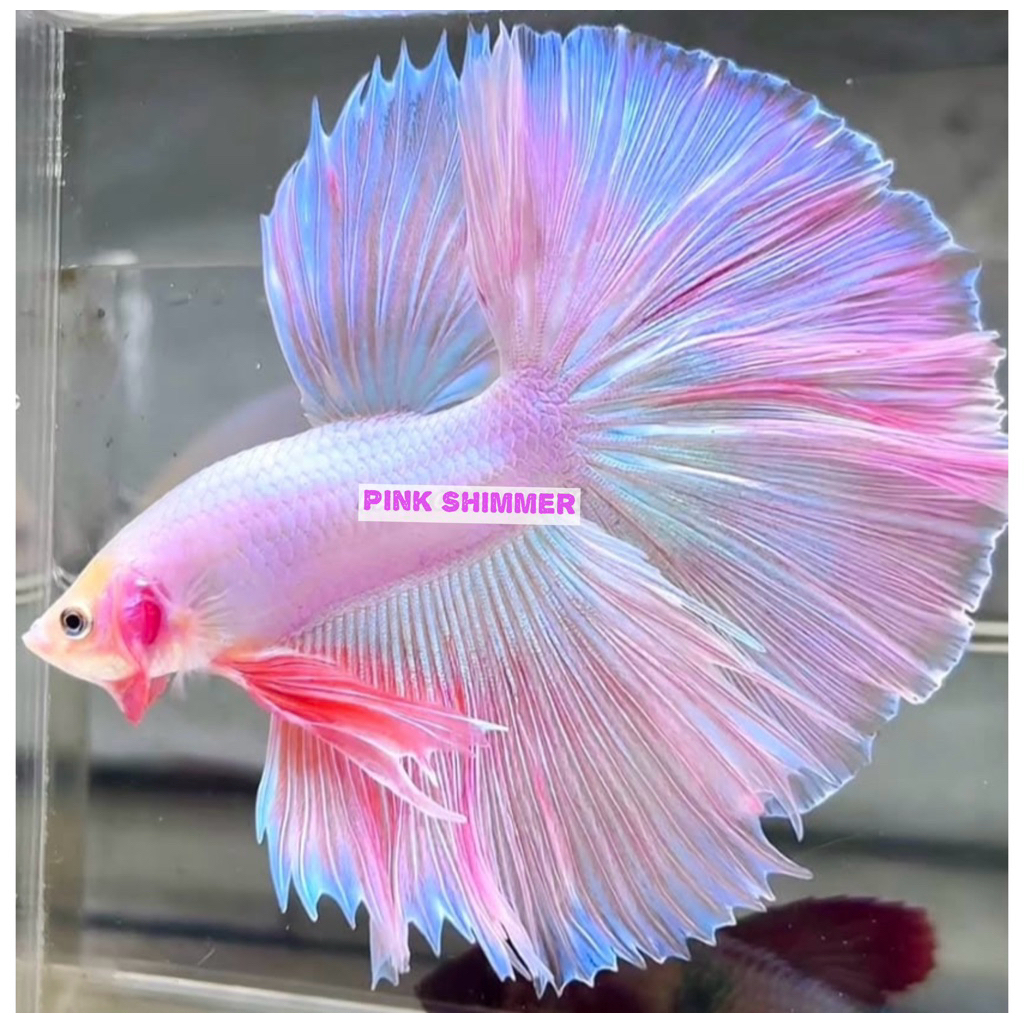 Jual halfmoon pink sakura berkilau imut sepasang | Shopee Indonesia