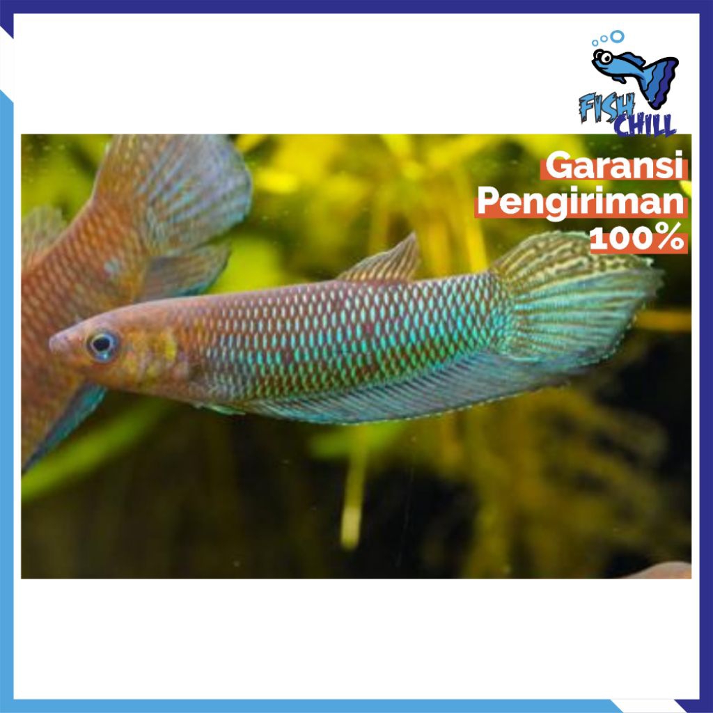 Jual Hiasan Aquarium • WILD BETTA SIMORUM JUMBO • Aquascape Soliter ...