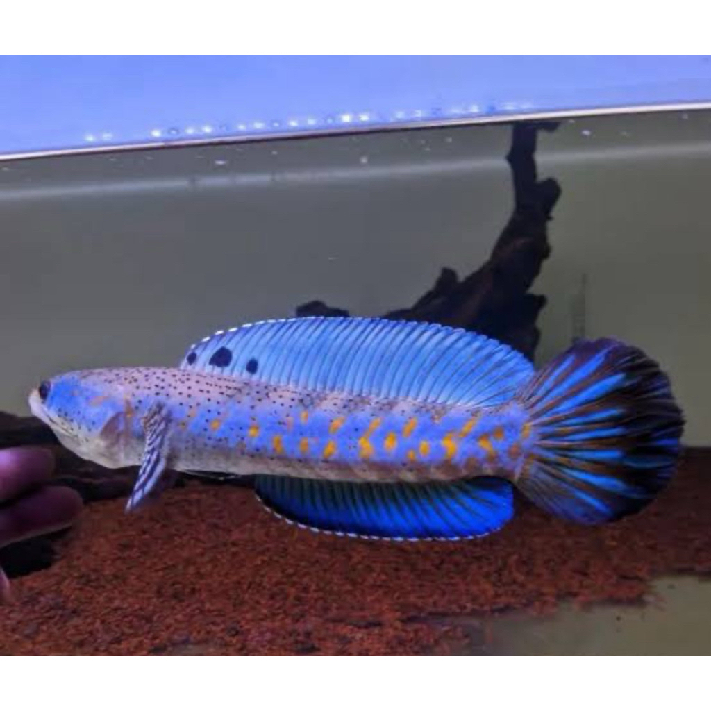 Jual STIKER CHANA BLUE PULCRA 9-10 cm sortiran grade A++ GARANSI 100% ...