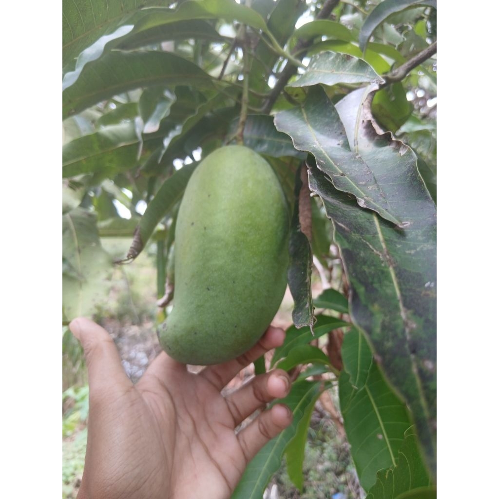 Jual Mangga muda | Shopee Indonesia