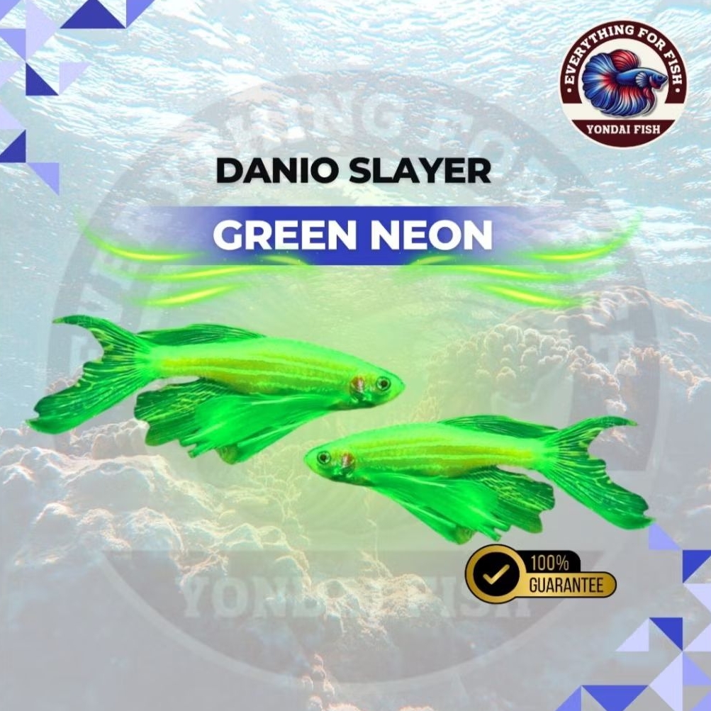 Jual [Baru] Danio Slayer Neon | BEST SELLER | IKAN HIAS AQUARIUM | SIZE ...