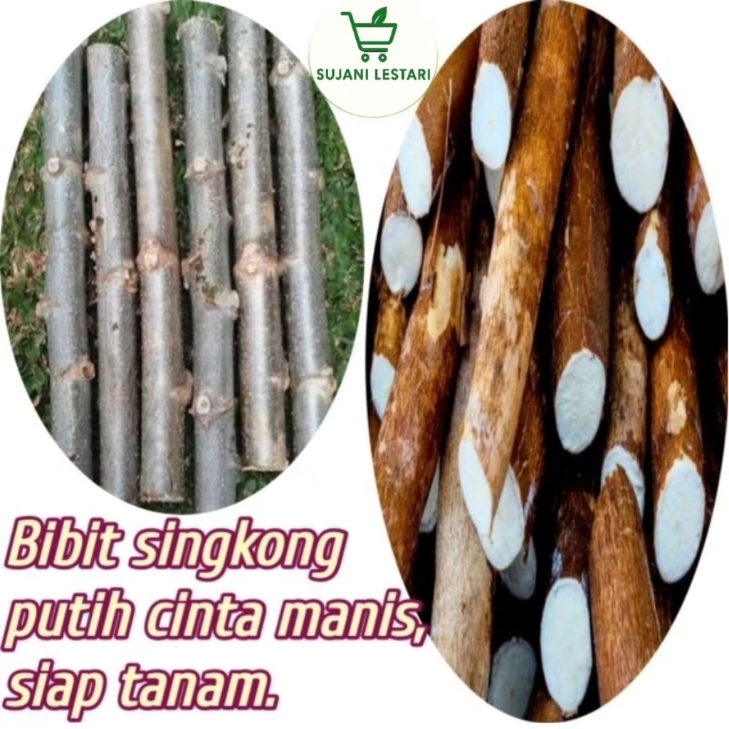 Jual Bibit Stek Singkong Kulit Putih Sehat & Siap Tanam,Hasilkan Umbi ...