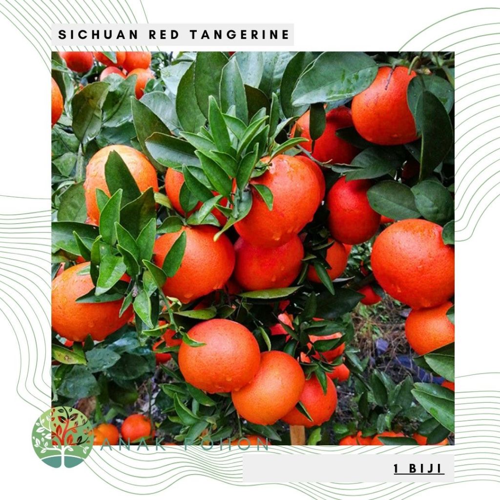 Jual Benih Bibit Biji - Buah Jeruk Sichuan Red Tangerine Citrus Jeruk ...