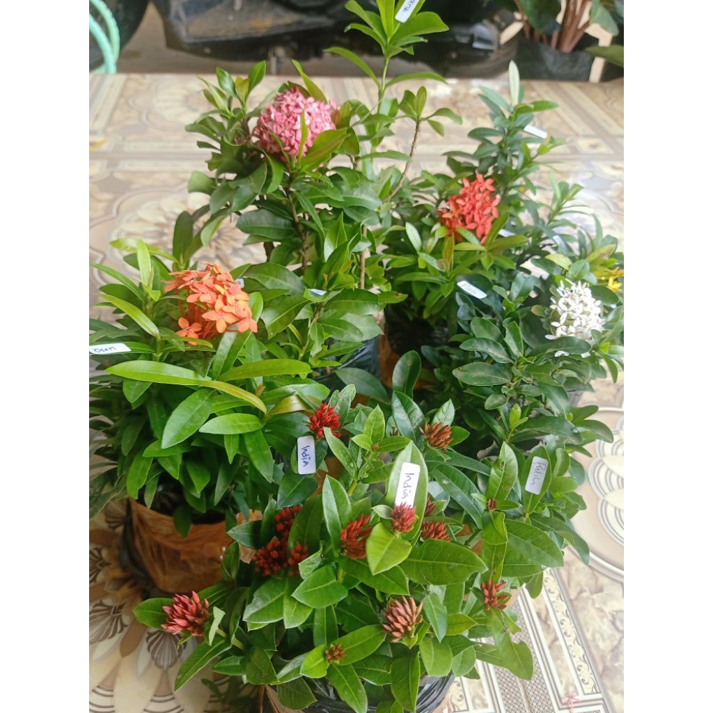 Jual Enam Varian warna Bunga Asoka Bibit Tanaman Hias Soka | Shopee ...