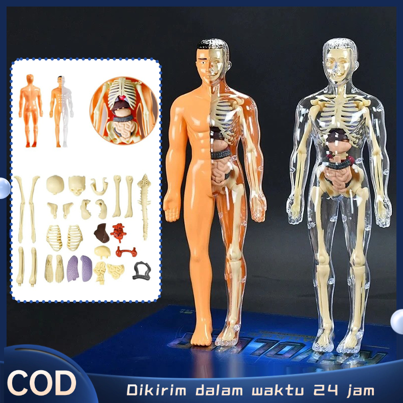 Jual 1Set Model Anatomi Tubuh Manusia 45cm Torso Organ Tubuh Manusia ...